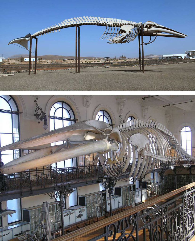 Jews Who Evangelize the Nations | Messianic Bible